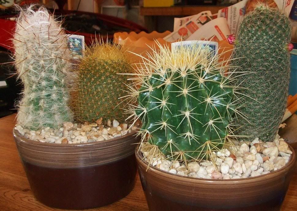 Newest Additions THANKS Hubby... - CactiGuide.com